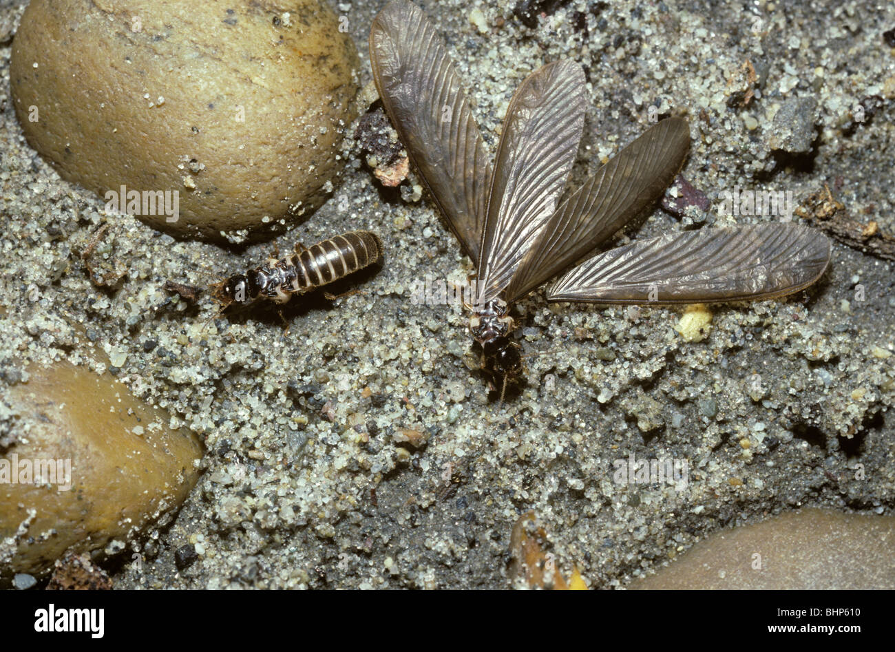 Odontotermes obesus hi-res stock photography and images - Alamy