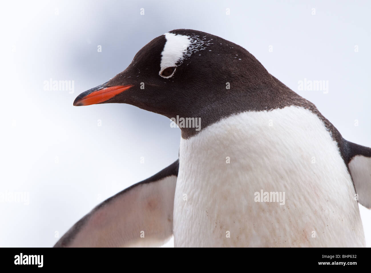 Penguin eye hi-res stock photography and images - Alamy