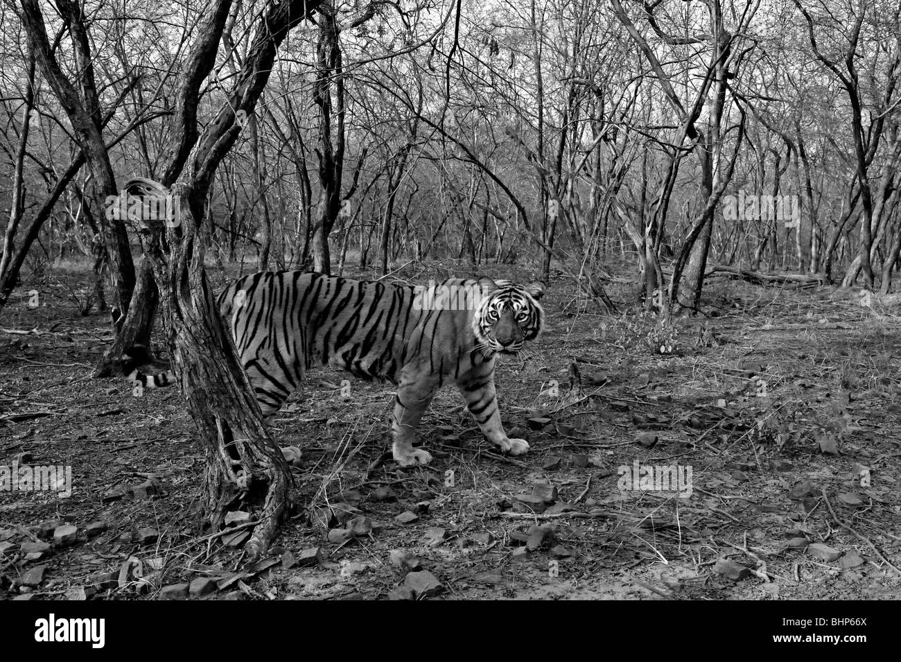 Tiger in the dry deciduous forest of Ranthambore tiger reserve at ...