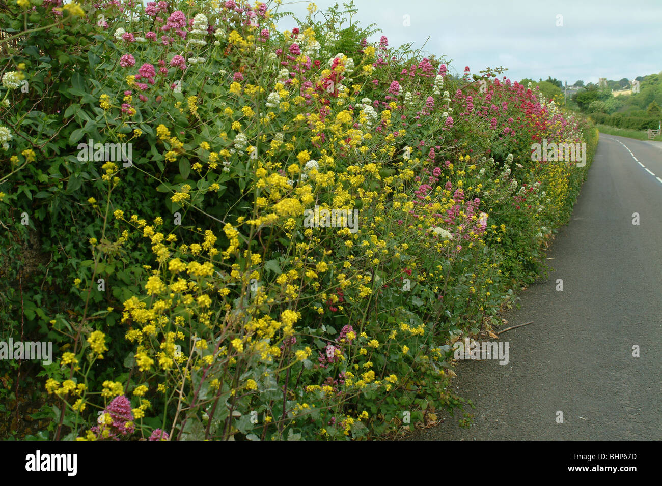 Wild flowers by the road in Devon Stock Photo - Alamy