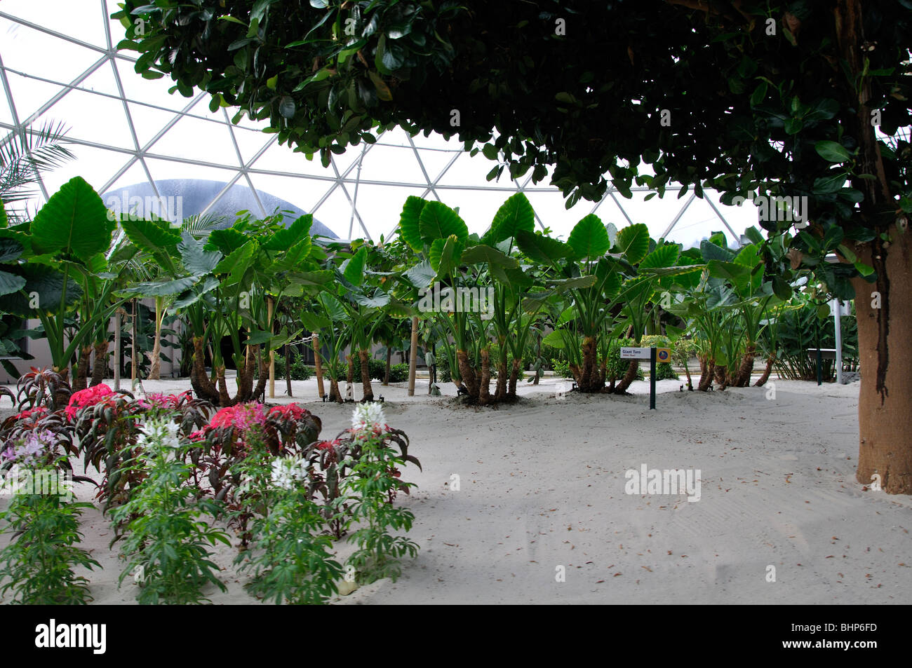 Hydroponic garden at Epcot, Disneyworld,Orlando, Florida, USA Stock ...