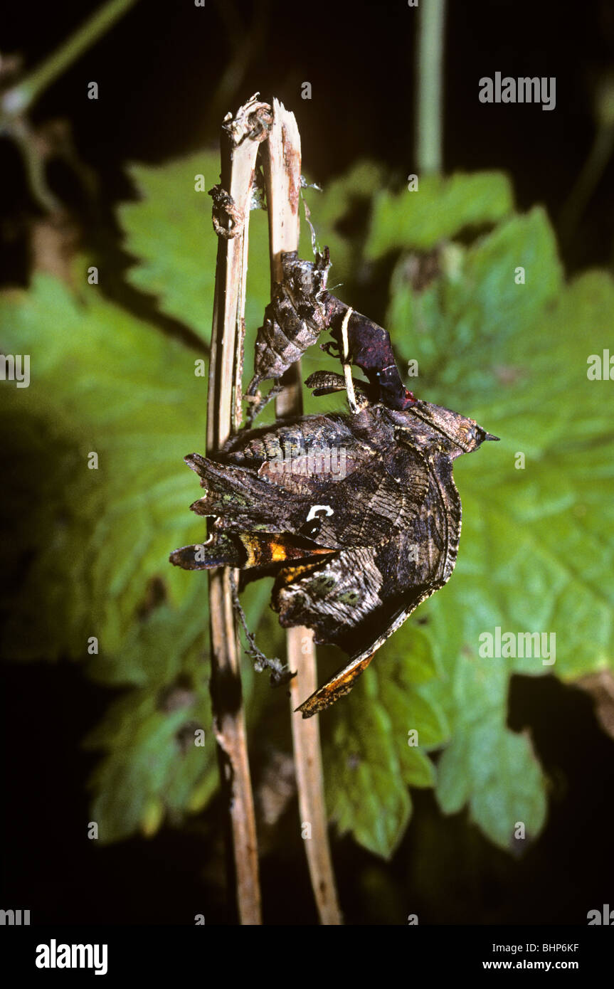 Comma butterfly (Polygonia c-album: Nymphalidae) pumping up its wings ...