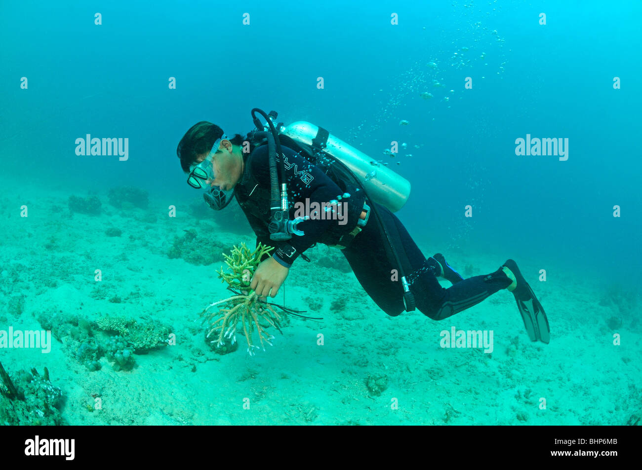 Reefgardener hi-res stock photography and images - Alamy