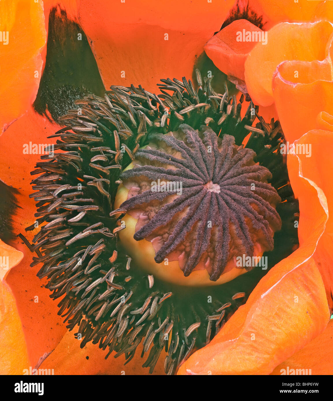 Mohnpoppyseed hi-res stock photography and images - Alamy