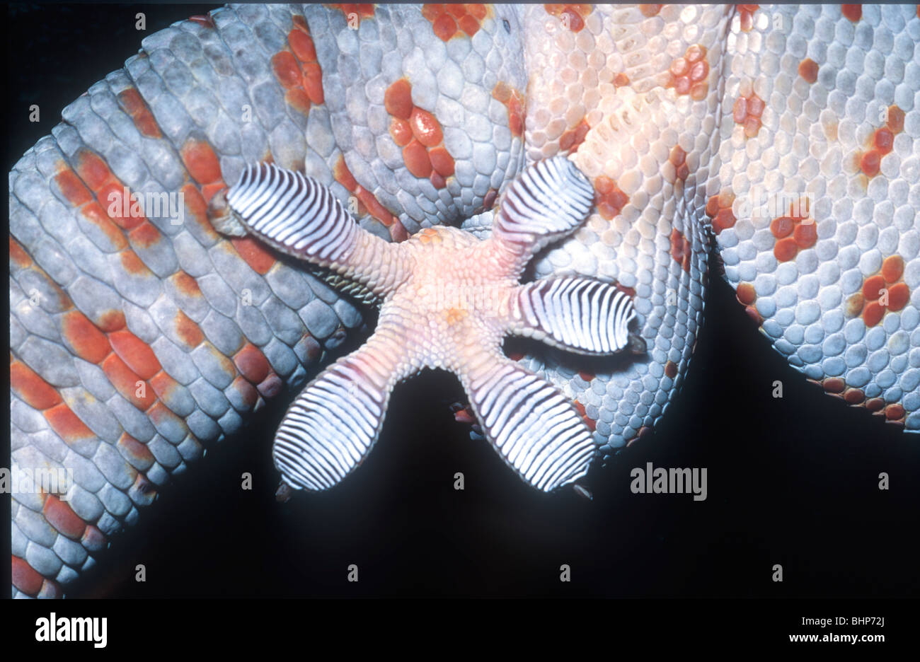 Tokay Gecko, underside of foot, Gekko gecko, SE Asia Stock Photo - Alamy