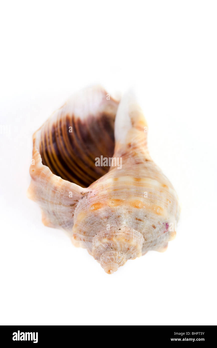 Channeled whelk spiral shell isolated on white background Stock Photo ...