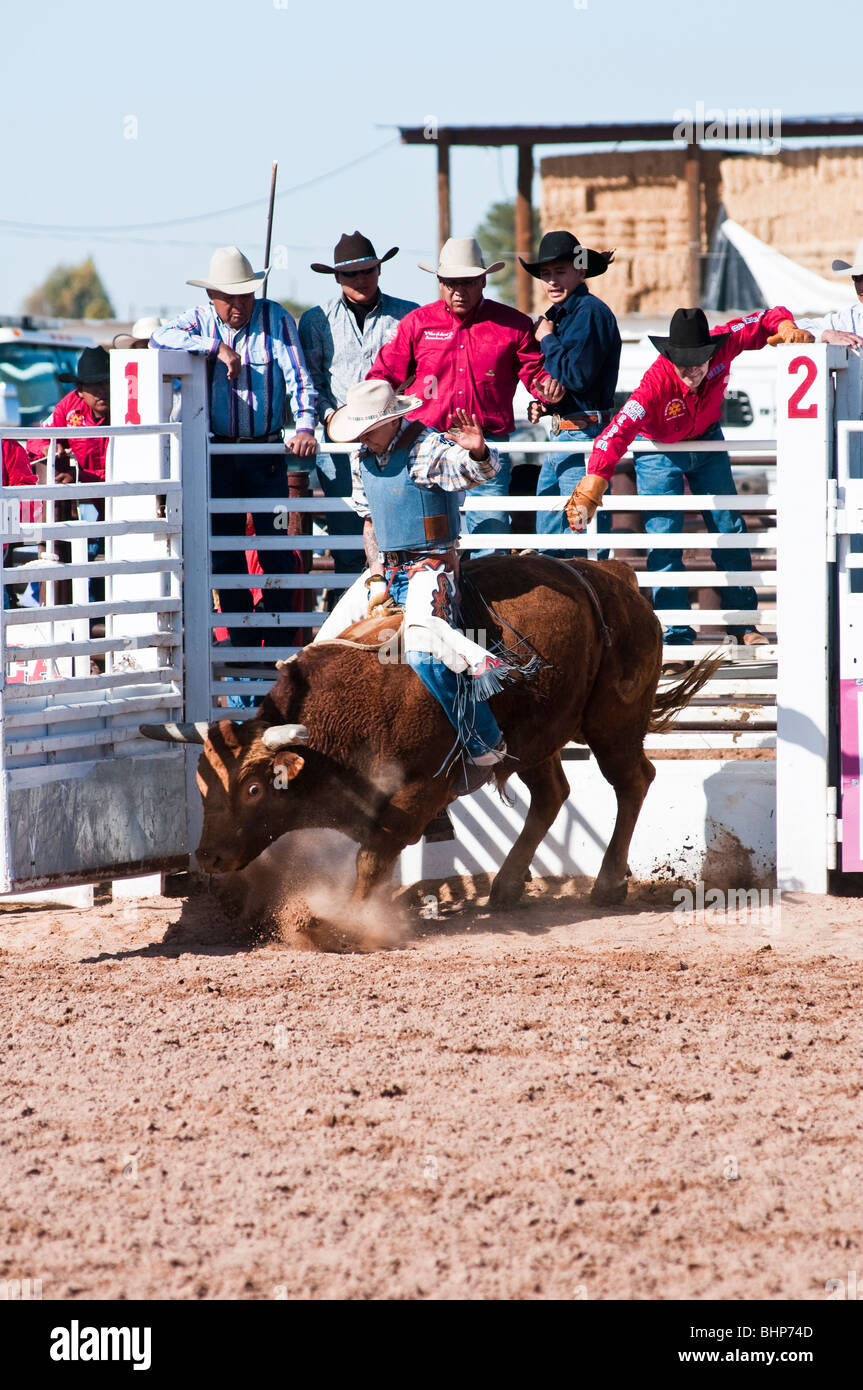 a cowboy competes in the bull riding event during the O'Odham Tash all ...