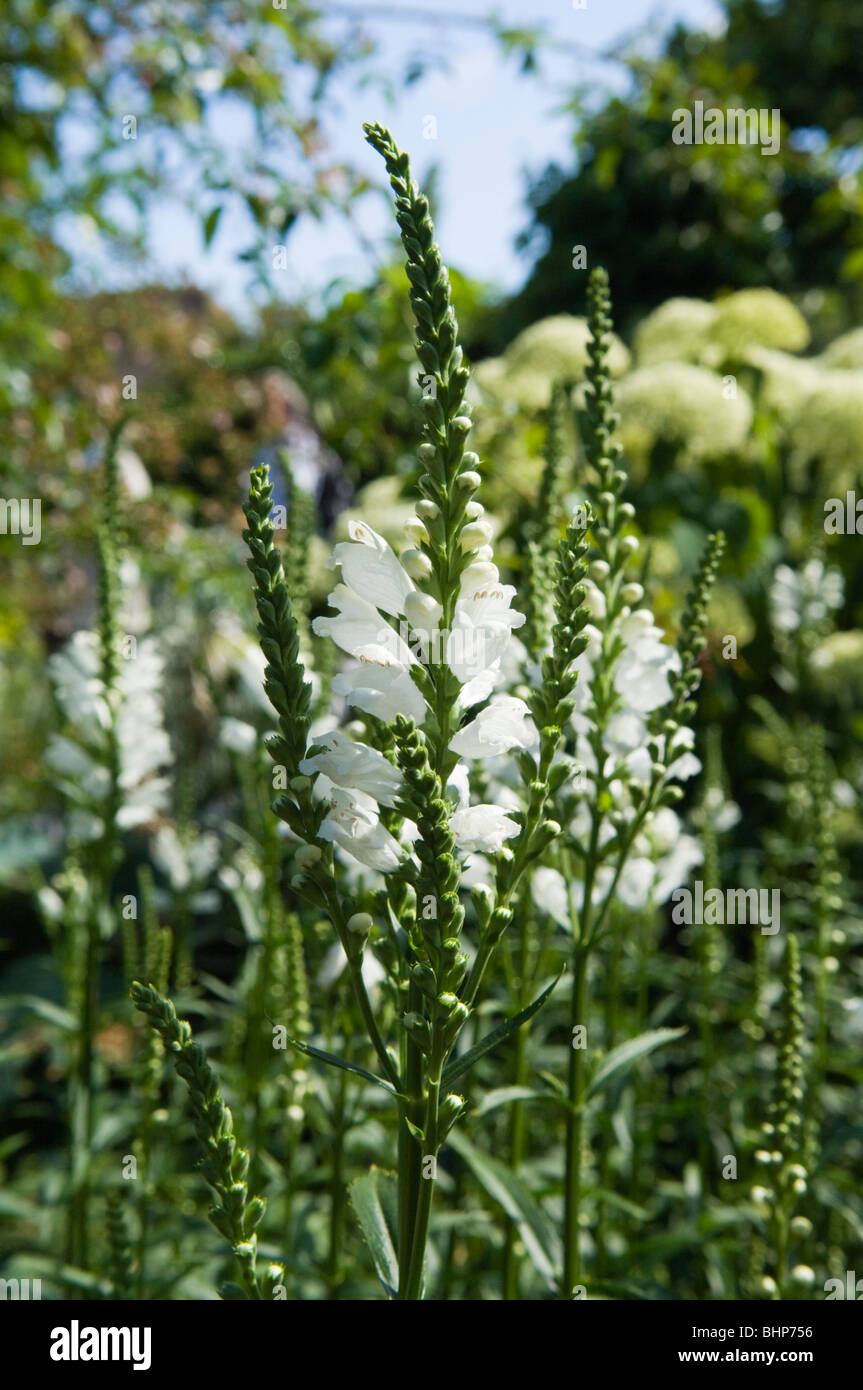 Obedient Plant/False Dragonhead (Physostegia virginiana) growing in a ...