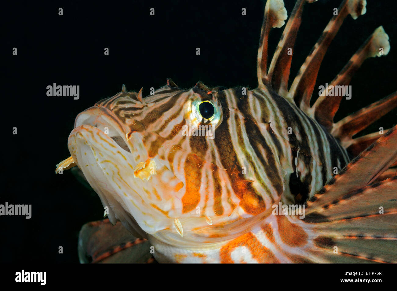 Indo pacific common lionfish hi-res stock photography and images - Alamy