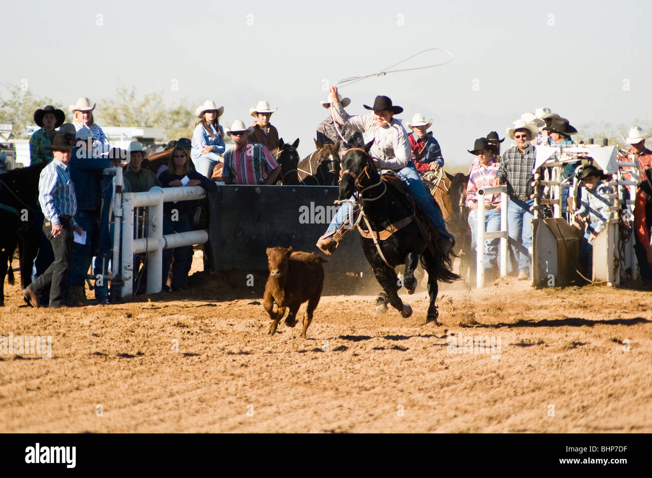 a cowboy competes in the tie-down roping event at a high school rodeo ...