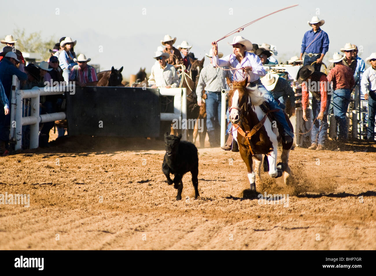 a cowboy competes in the tie-down roping event at a high school rodeo ...