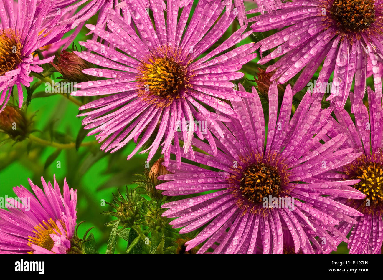 red aster Asteraceae Stock Photo - Alamy
