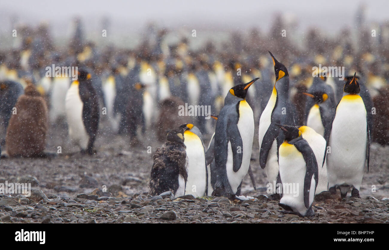 Penguin snow white antarctica hi-res stock photography and images - Alamy