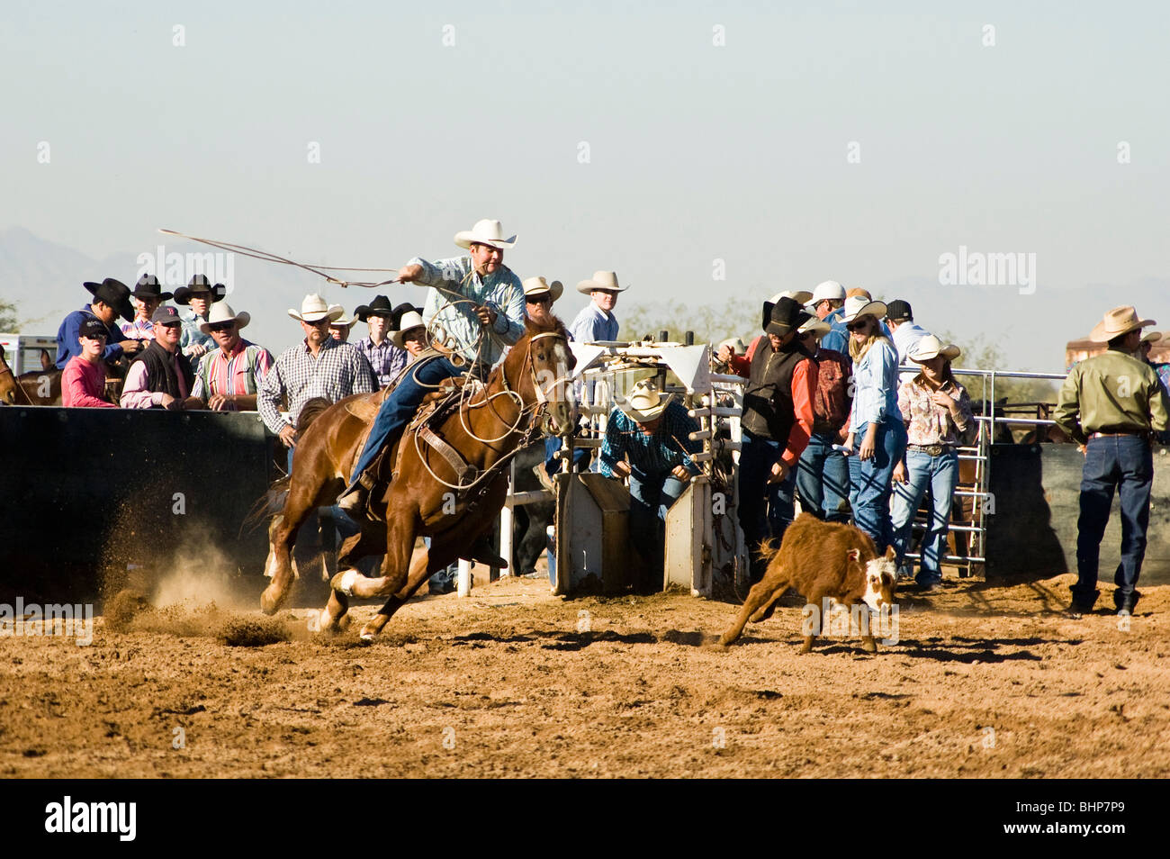 a cowboy competes in the tie-down roping event at a high school rodeo ...