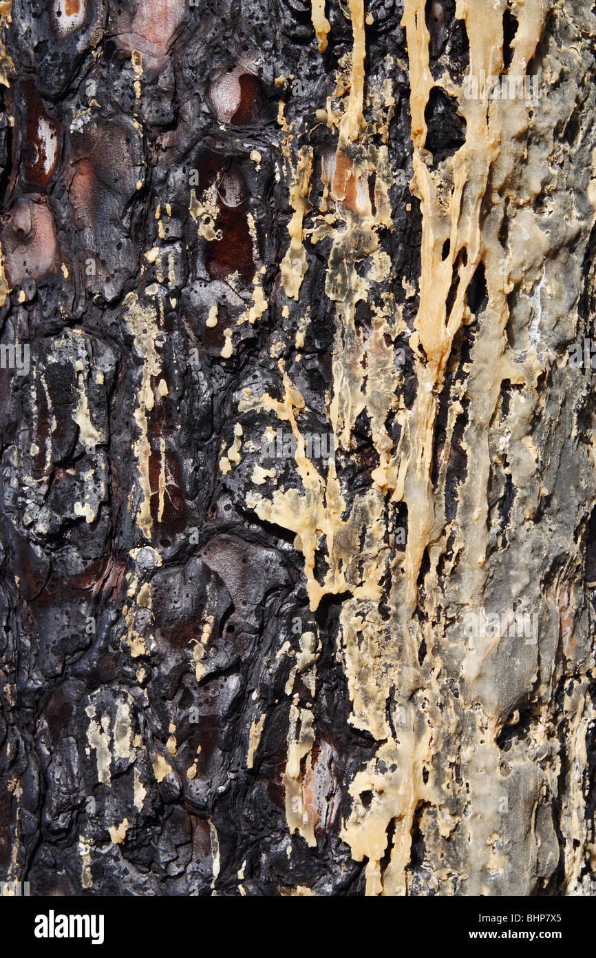 Resin on trunk of fire damaged Canary pine tree (Pinus Canariensis) on ...
