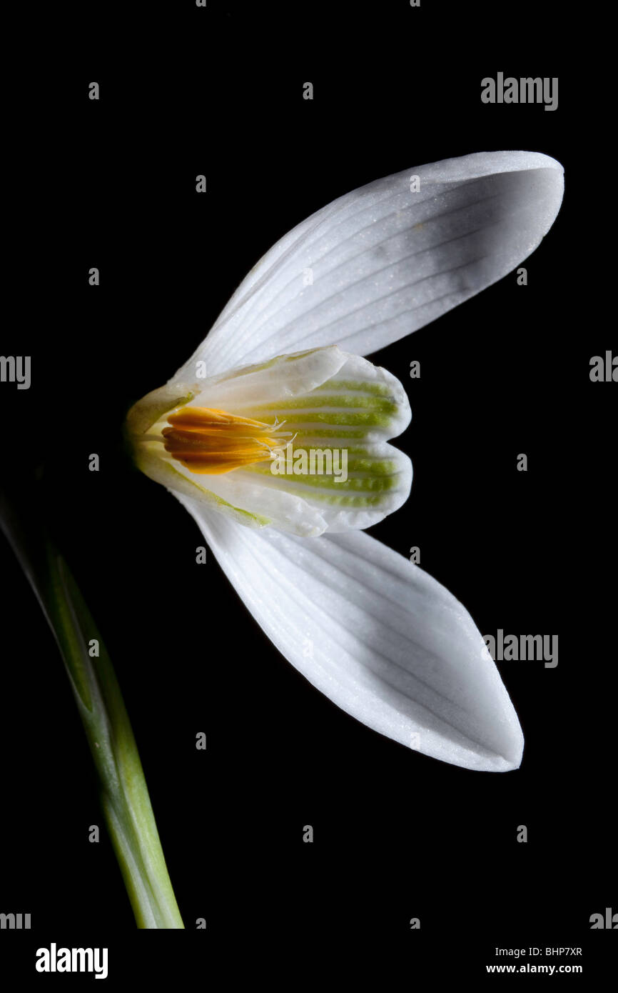 Dissected snowdrop on black background Stock Photo - Alamy