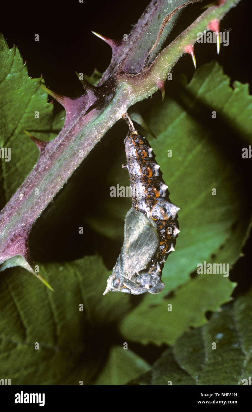 Comma butterfly (Polygonia c-album: Nymphalidae) fresh pupa only a few ...