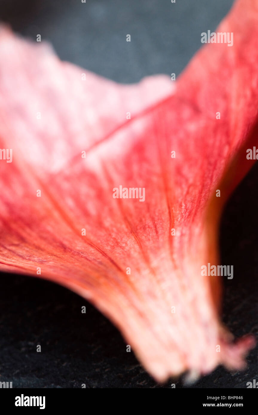 Onion on skin hi-res stock photography and images - Alamy