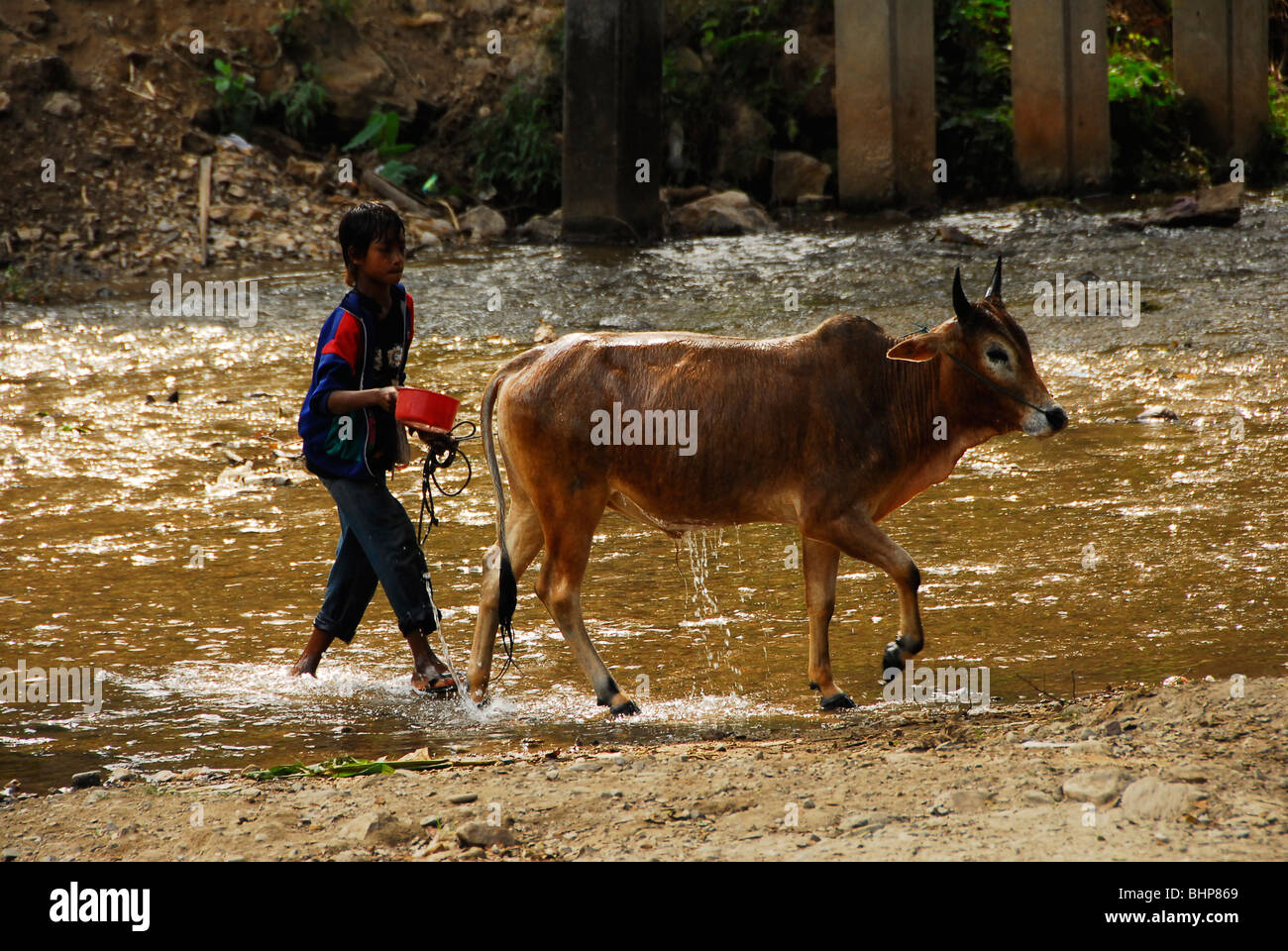 Asian cow boy hi-res stock photography and images - Alamy