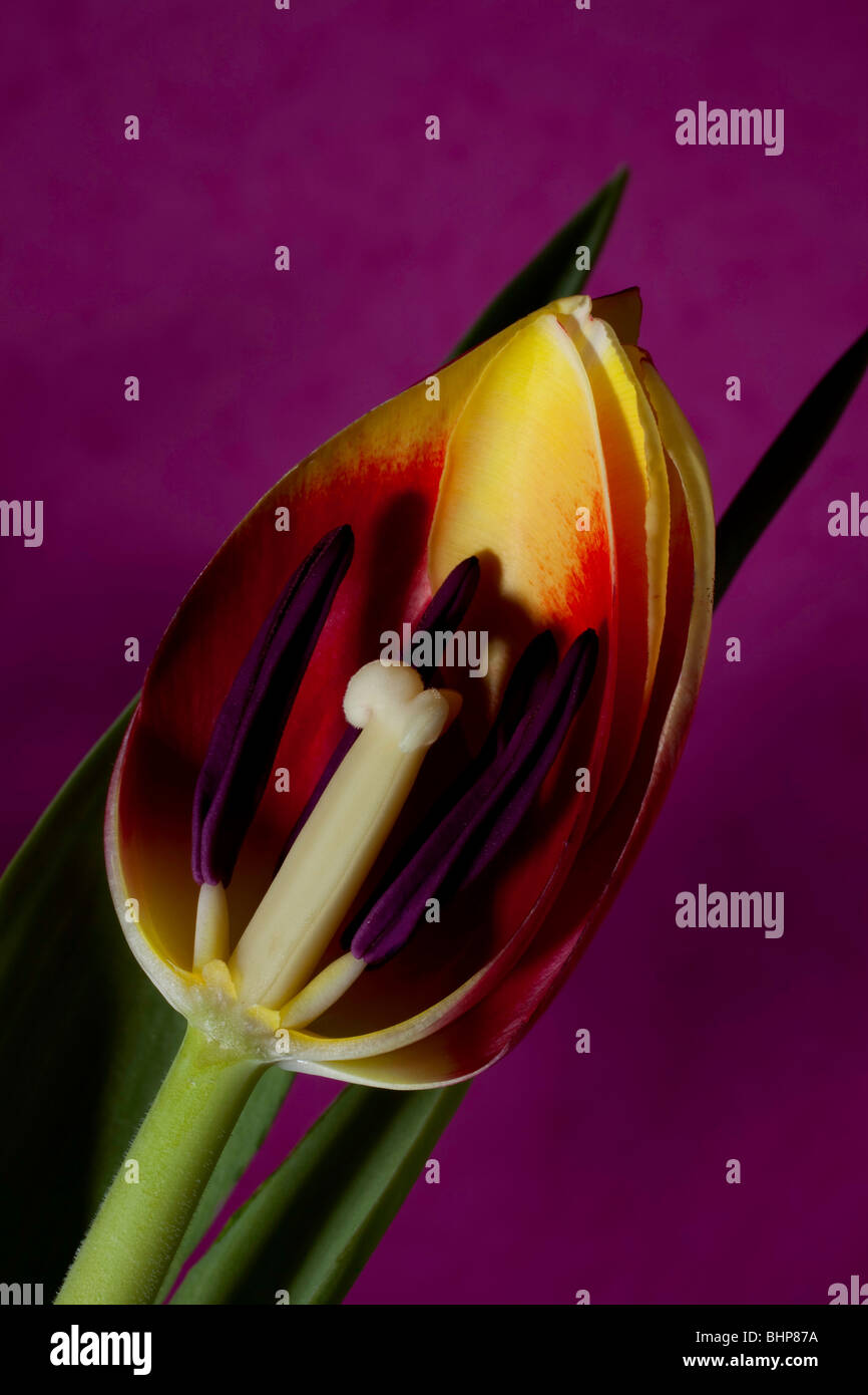 Tulip cut in half Stock Photo - Alamy