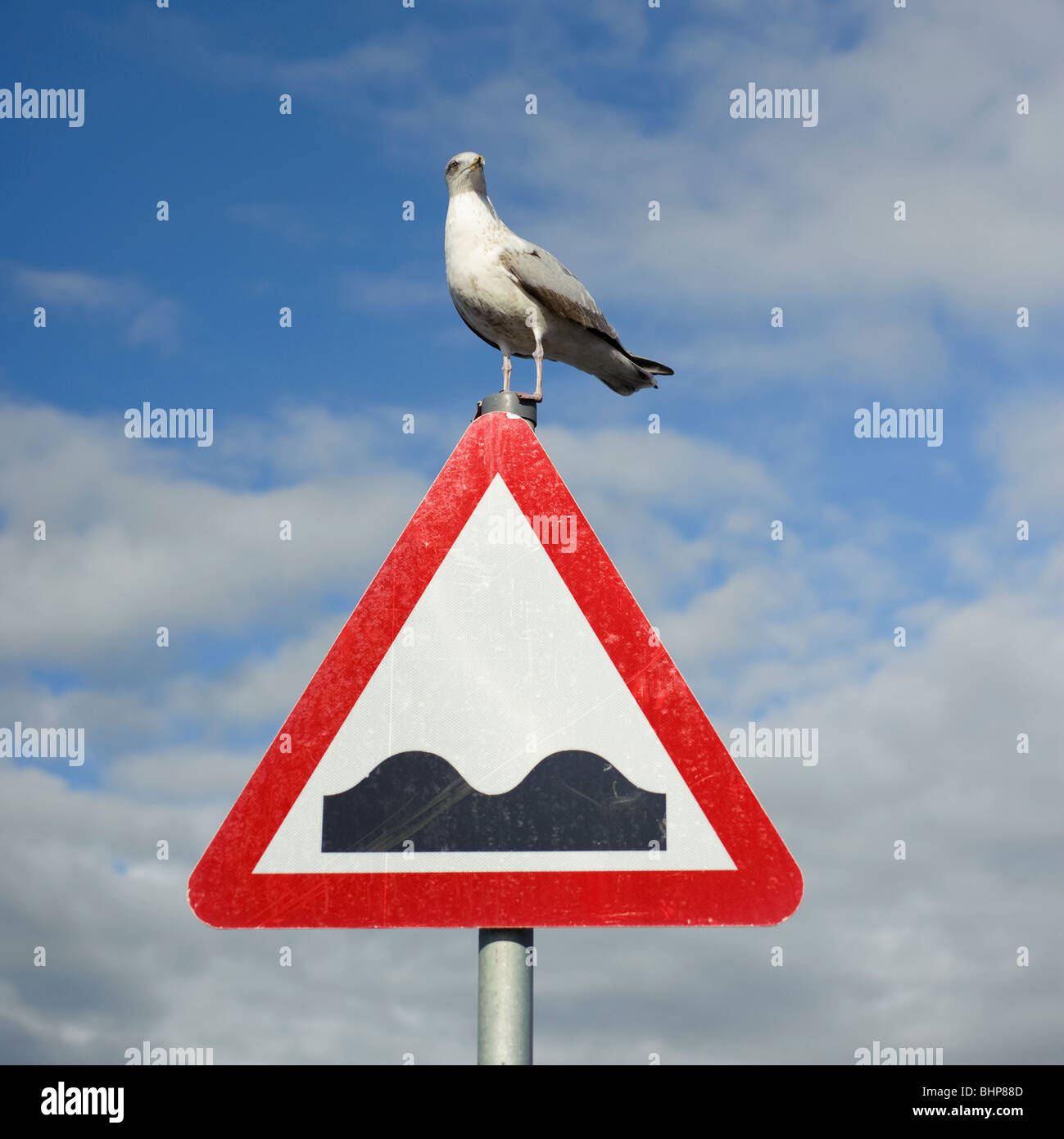 Seagull warning hi-res stock photography and images - Alamy