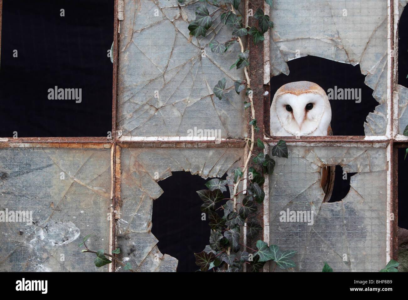 Barn owl, Tyto alba, single bird in old iron and glass window, captive ...