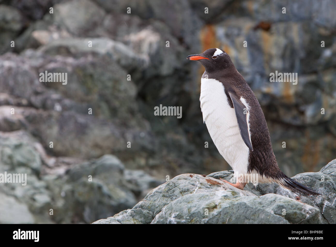 Penguin landscape hi-res stock photography and images - Alamy