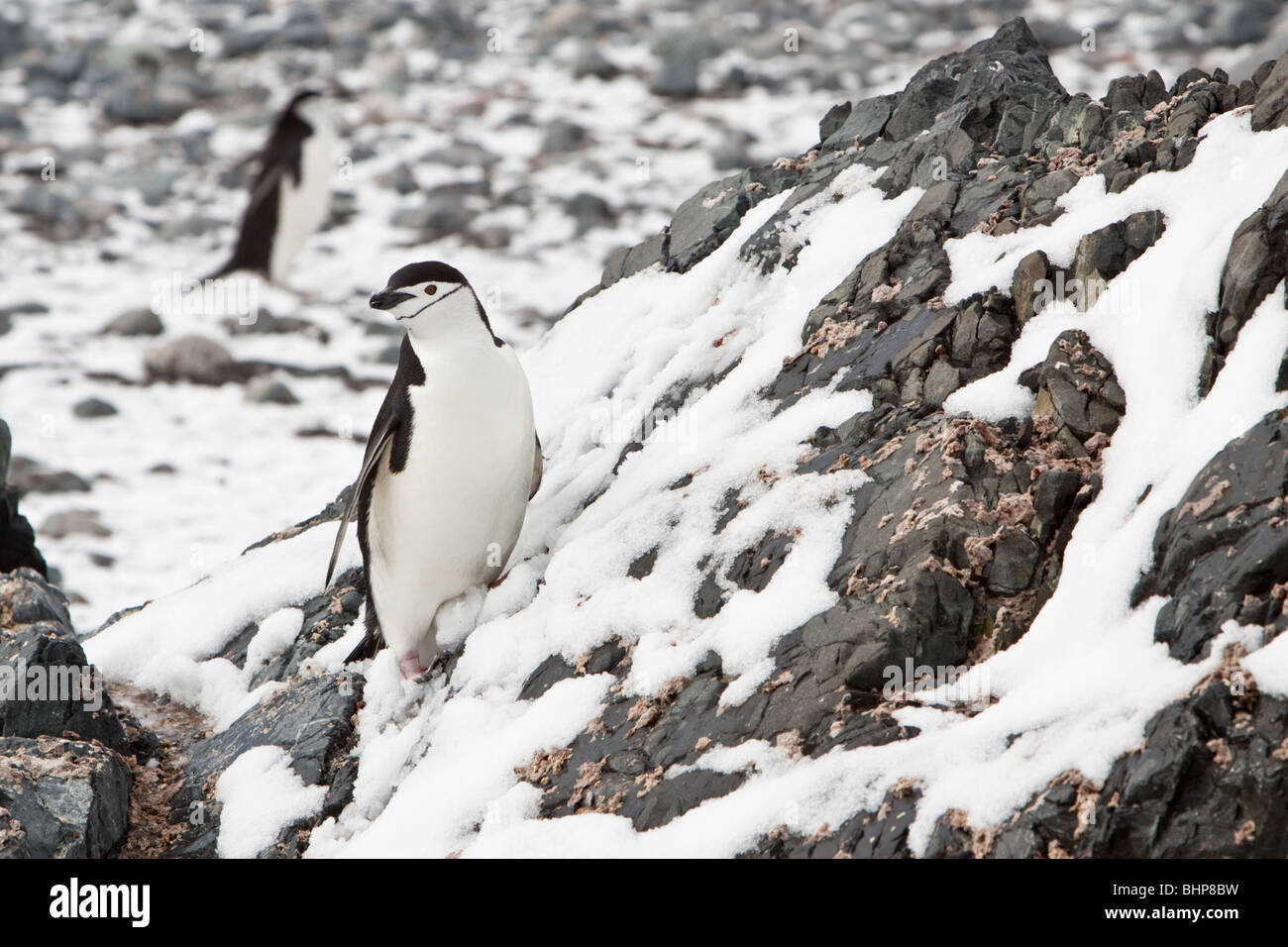 Chinstrap penguin landscape Stock Photo - Alamy