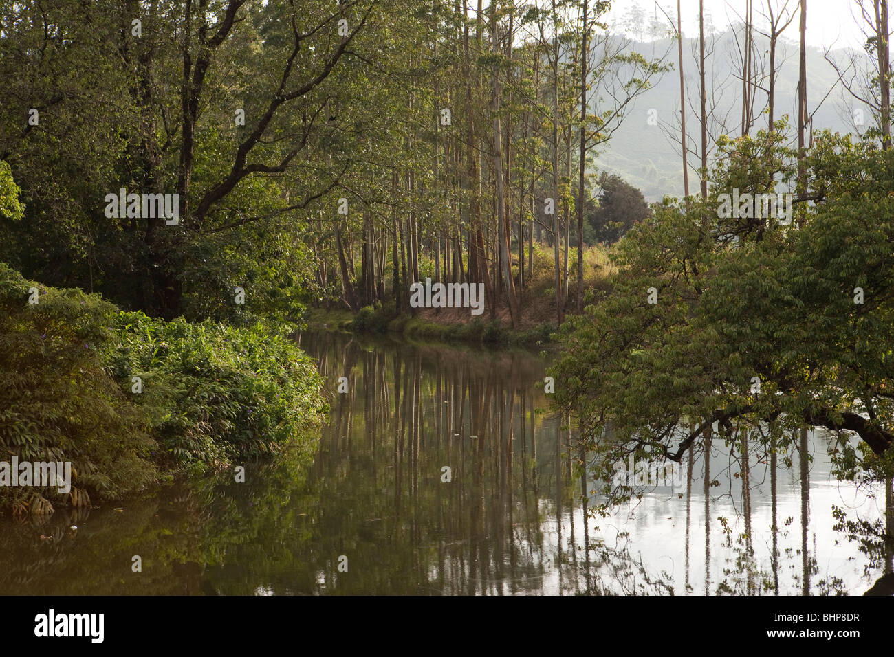 India, Kerala, Munnar, Muthirupuzha River lined with eucalyptus trees ...