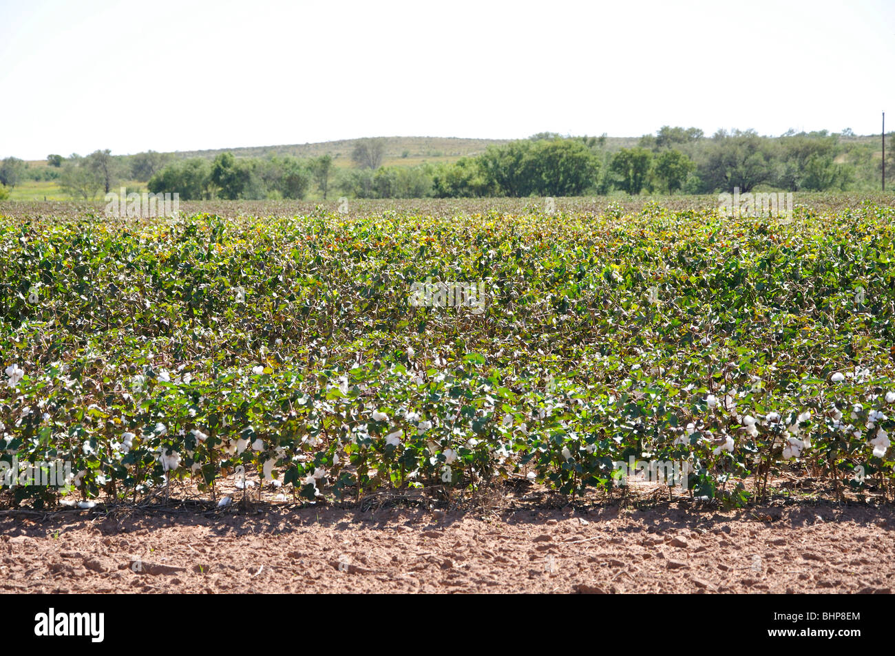 Texas high plains ranch hi-res stock photography and images - Alamy