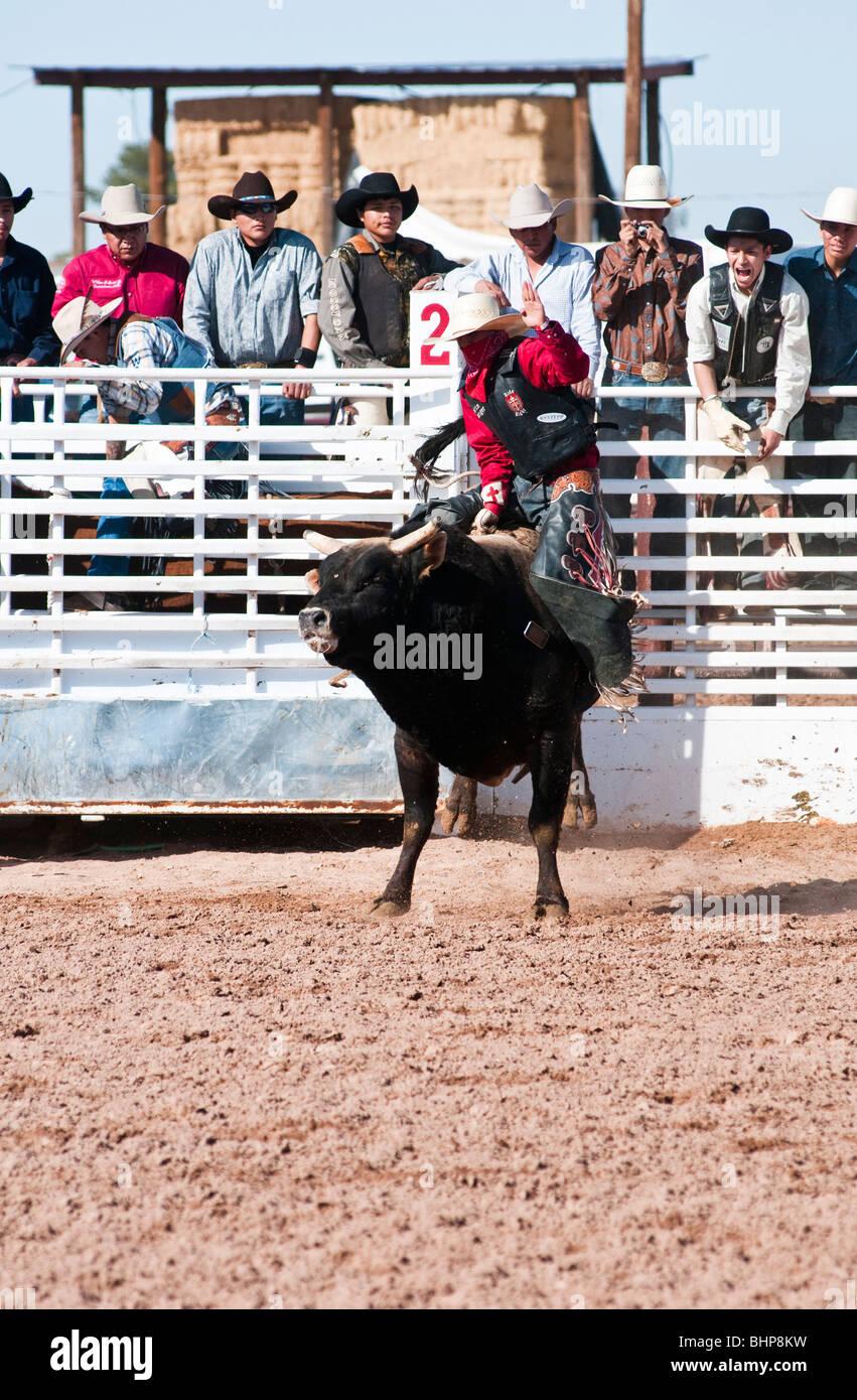a cowboy competes in the bull riding event during the O'Odham Tash all ...