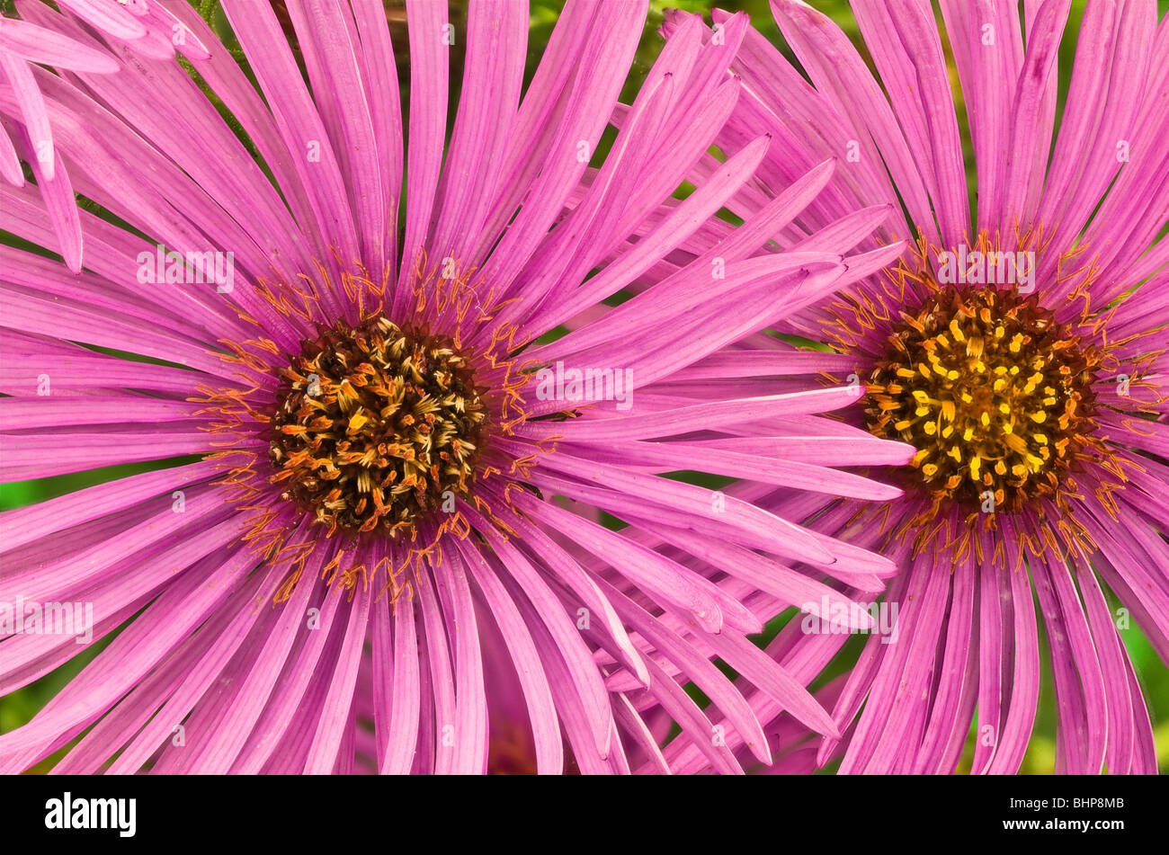 red aster Asteraceae Stock Photo - Alamy