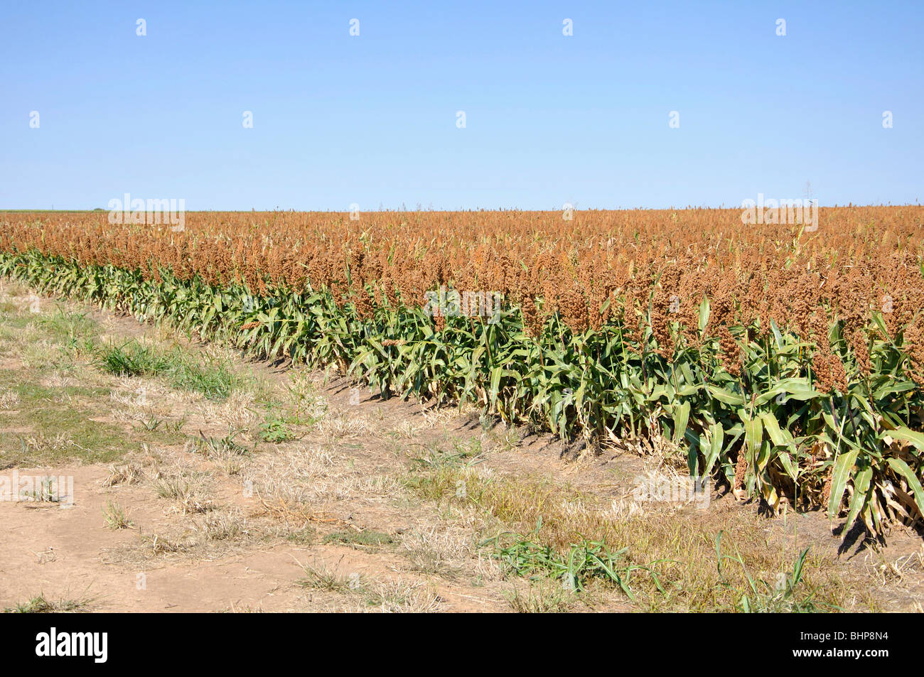 Sorghum field on Texas high plains Stock Photo - Alamy