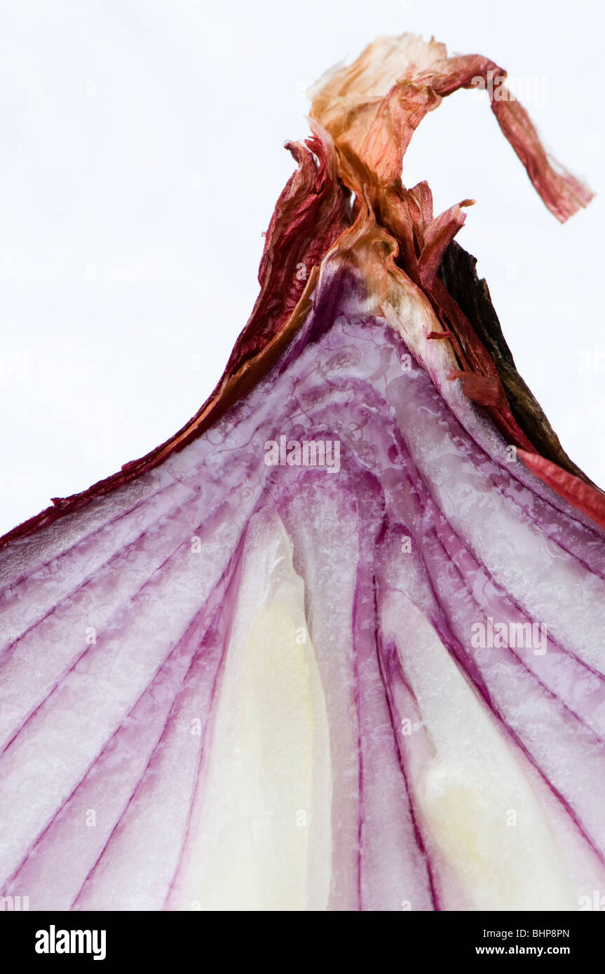 Inside of an onion hi-res stock photography and images - Alamy