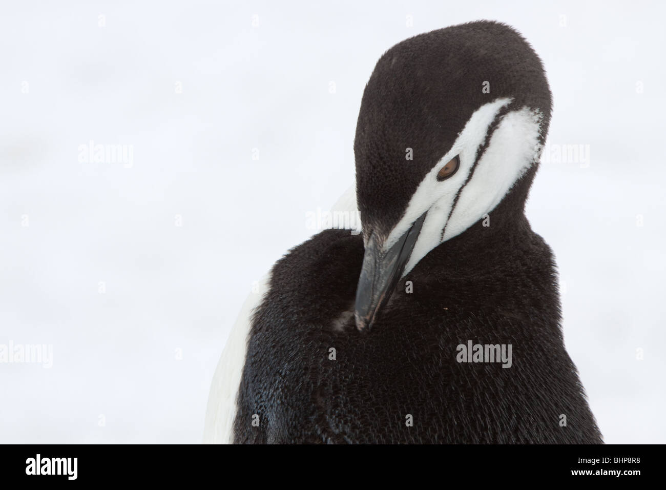 Chinstrap penguin preening head shot Stock Photo - Alamy