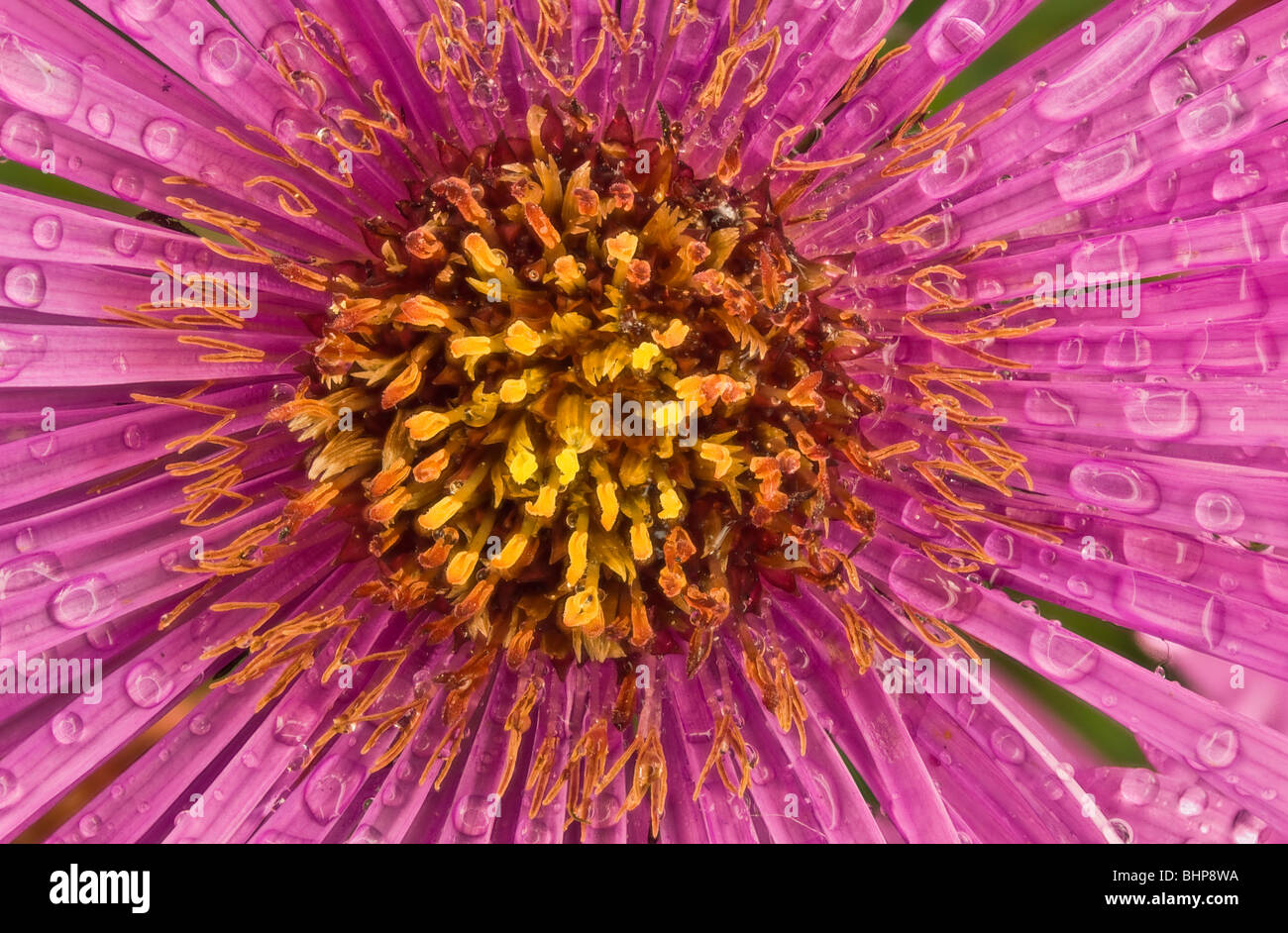 Red aster Asteraceae Stock Photo - Alamy