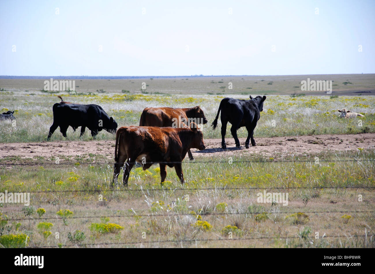 Ranch on Texas high plains Stock Photo - Alamy