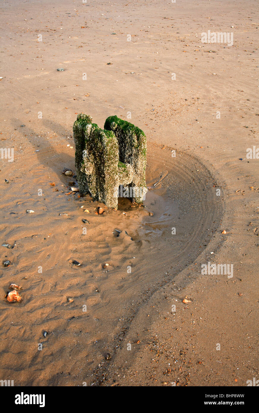 Old barnacle covered pipe support post visible at low tide on the beach ...