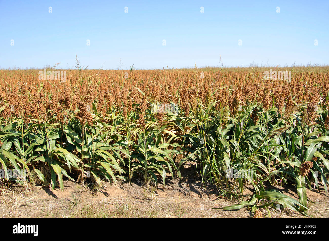 Sorghum field on Texas high plains Stock Photo - Alamy