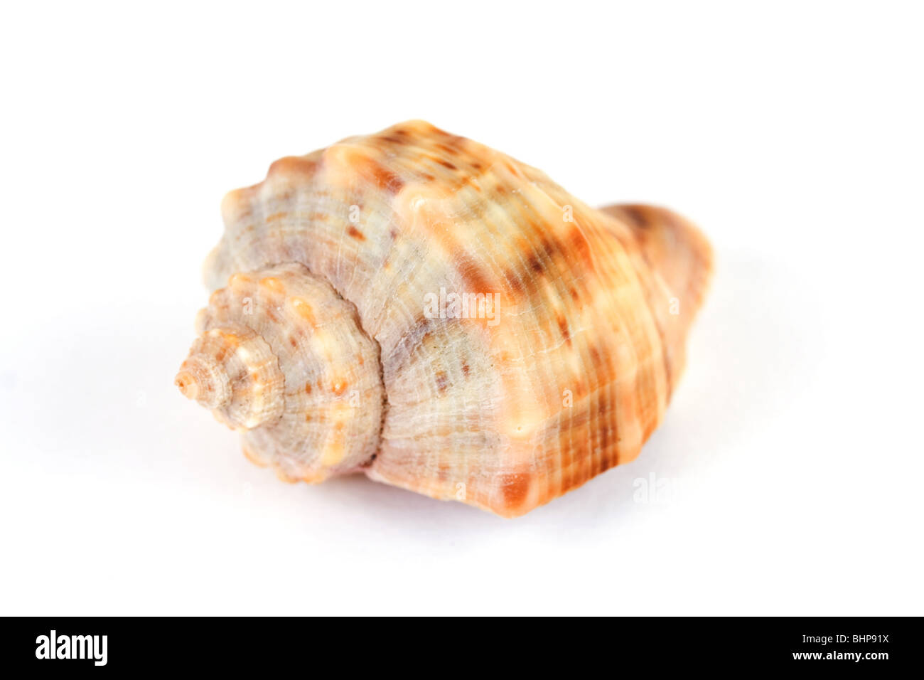 Channeled whelk spiral shell isolated on white background Stock Photo ...