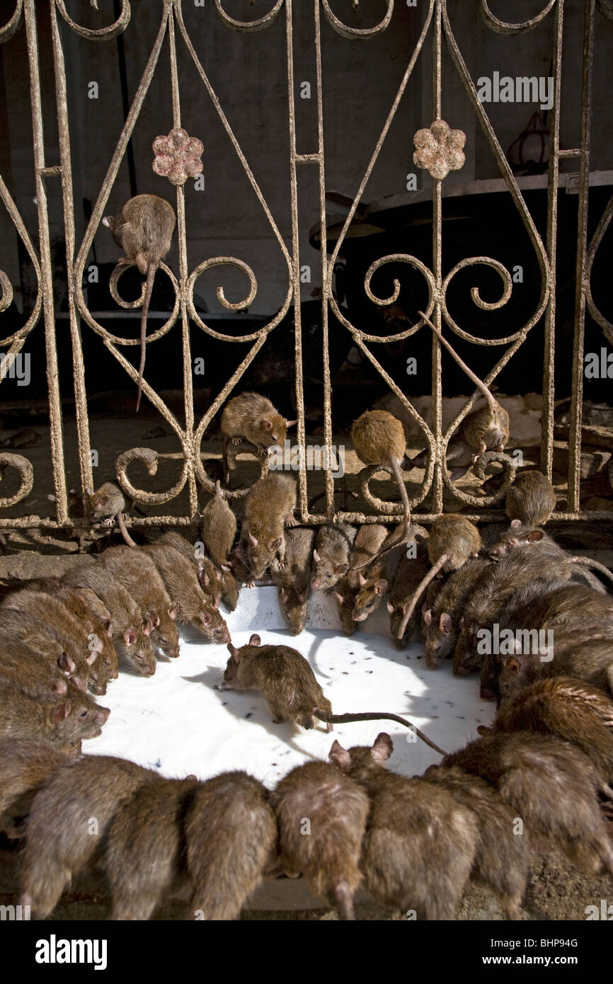 Rajasthan india pilgrims temple hi-res stock photography and images - Alamy