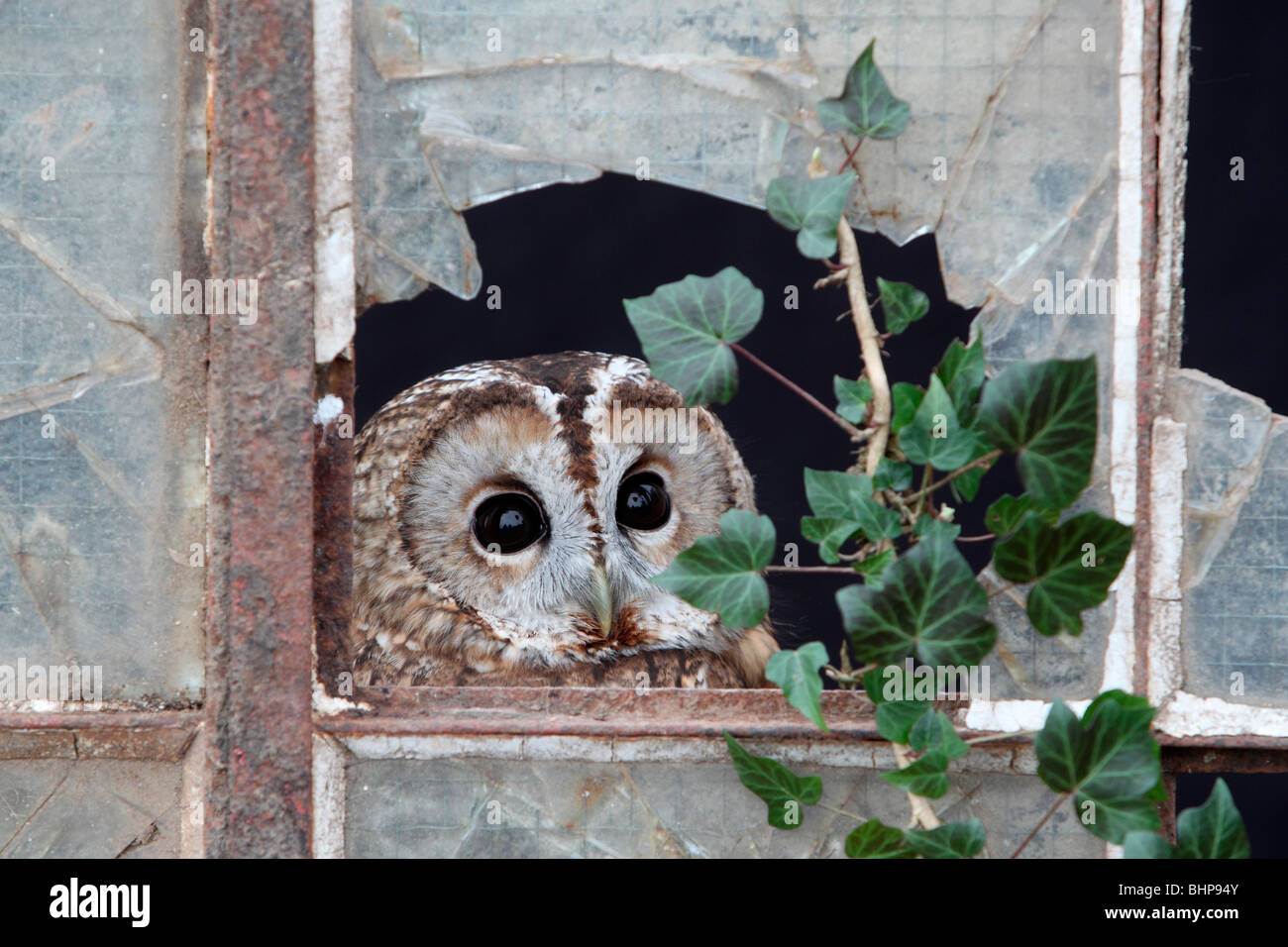 Tawny owl, Strix aluco, single bird in old iron and glass window ...