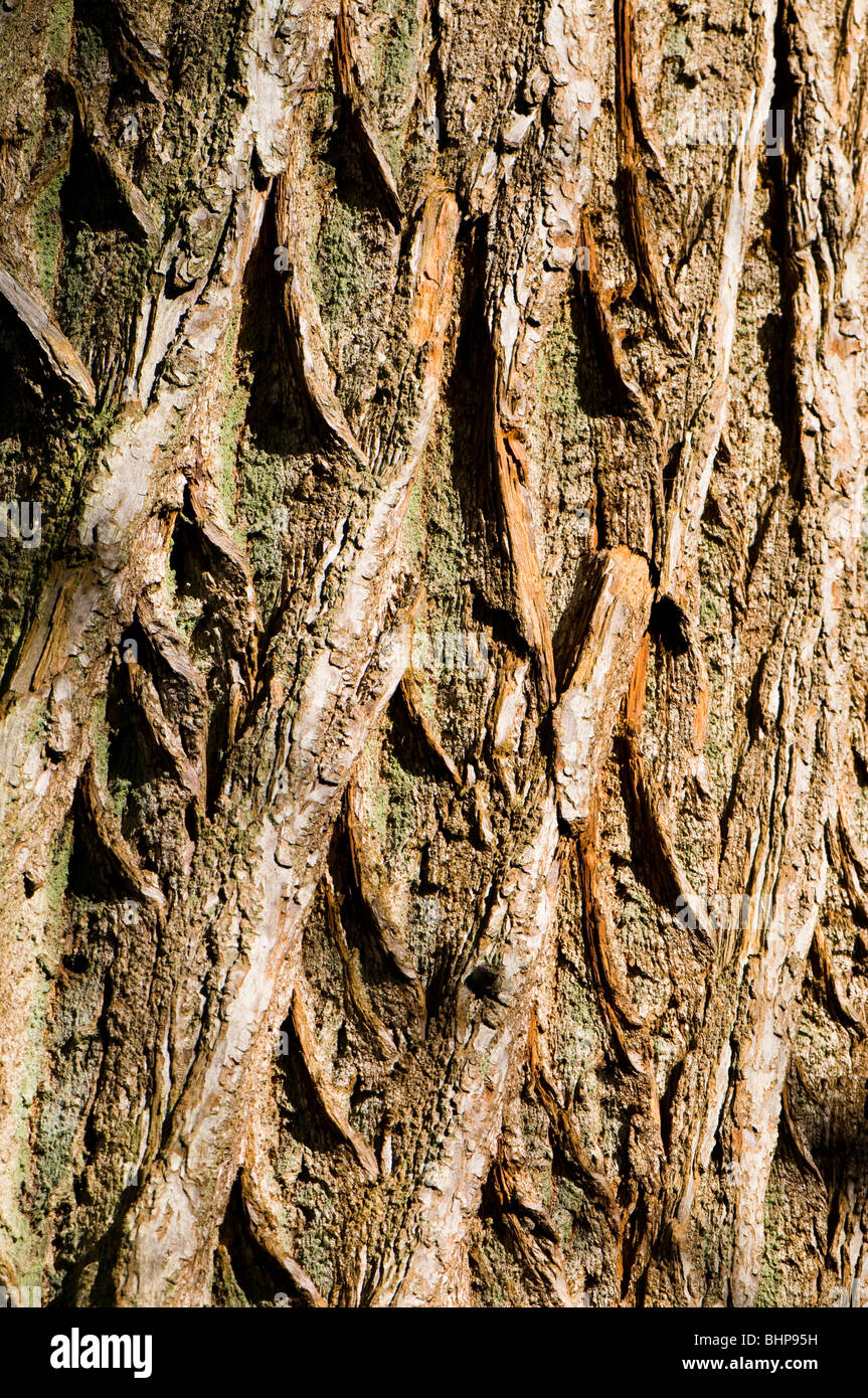 Close up chestnut tree trunk hi-res stock photography and images - Alamy