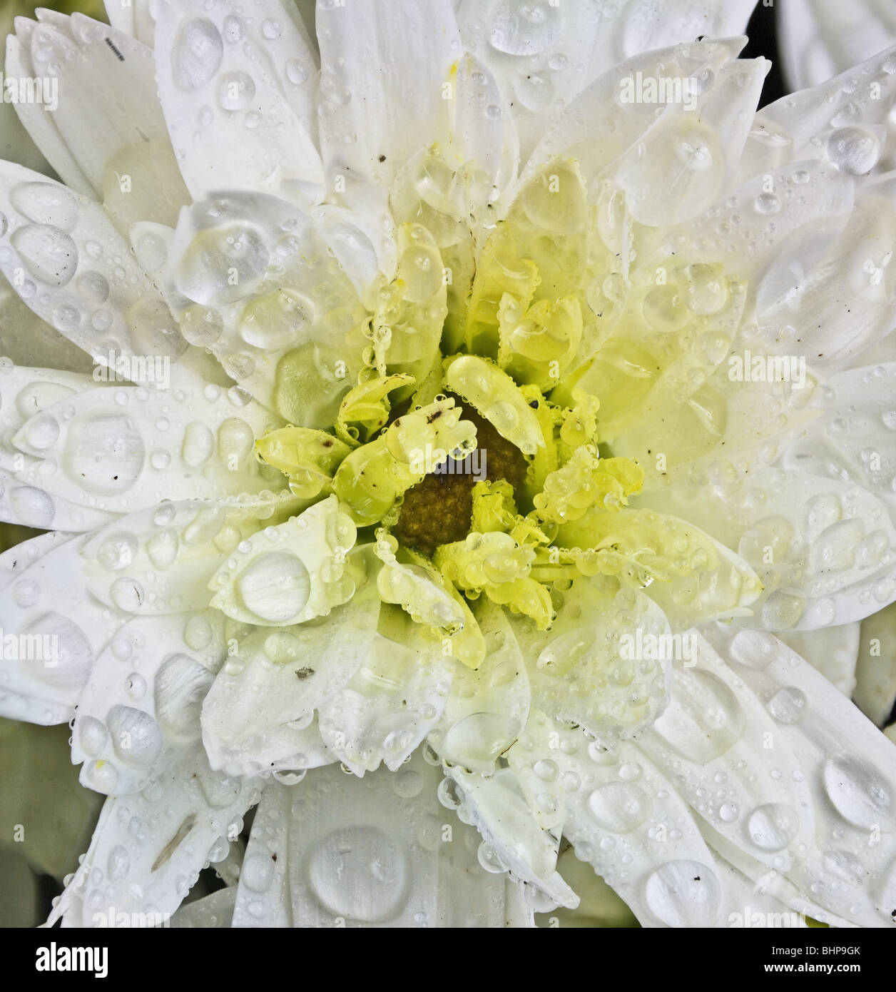 White aster Asteraceae Stock Photo - Alamy