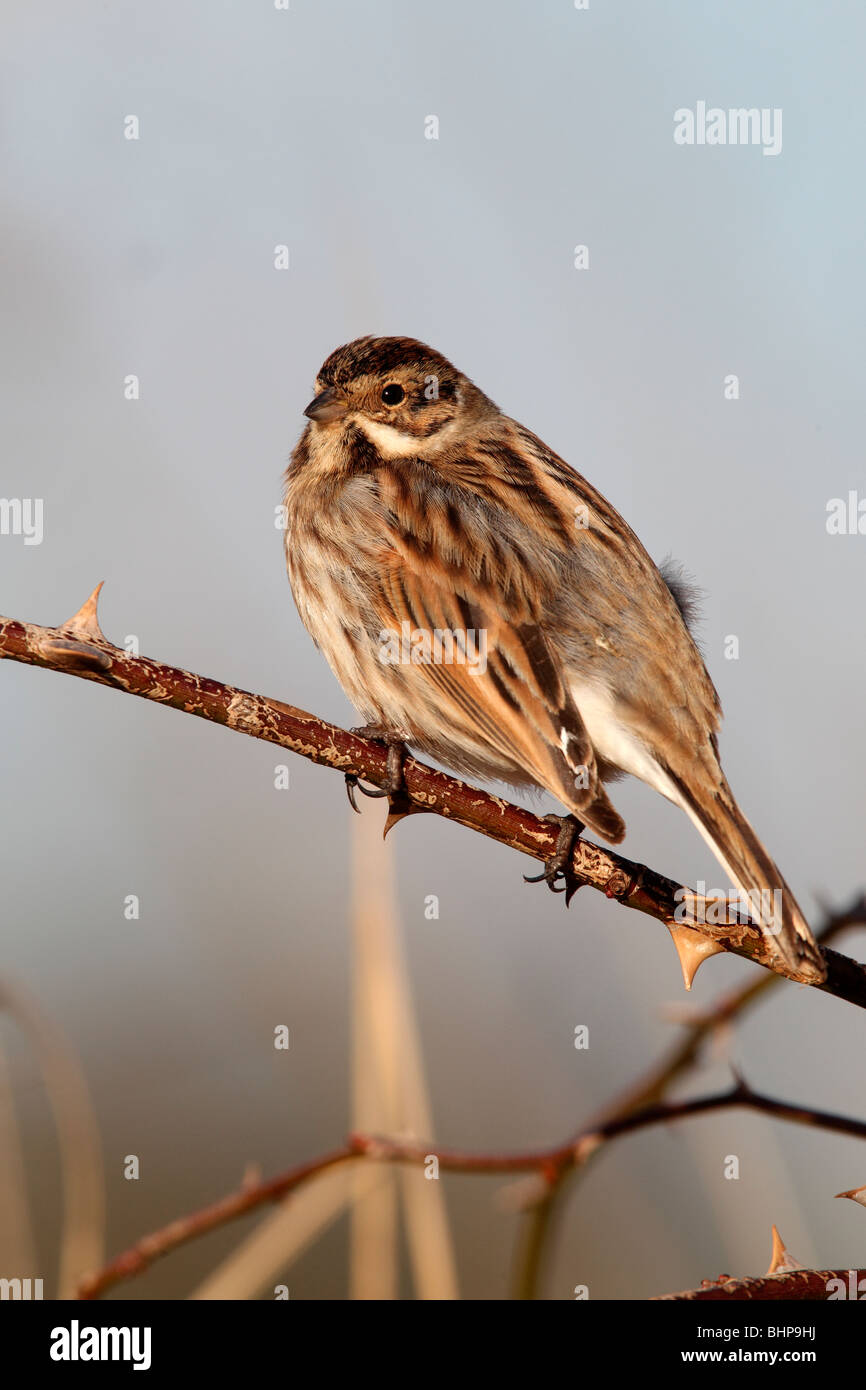 Bird bramble hi-res stock photography and images - Alamy