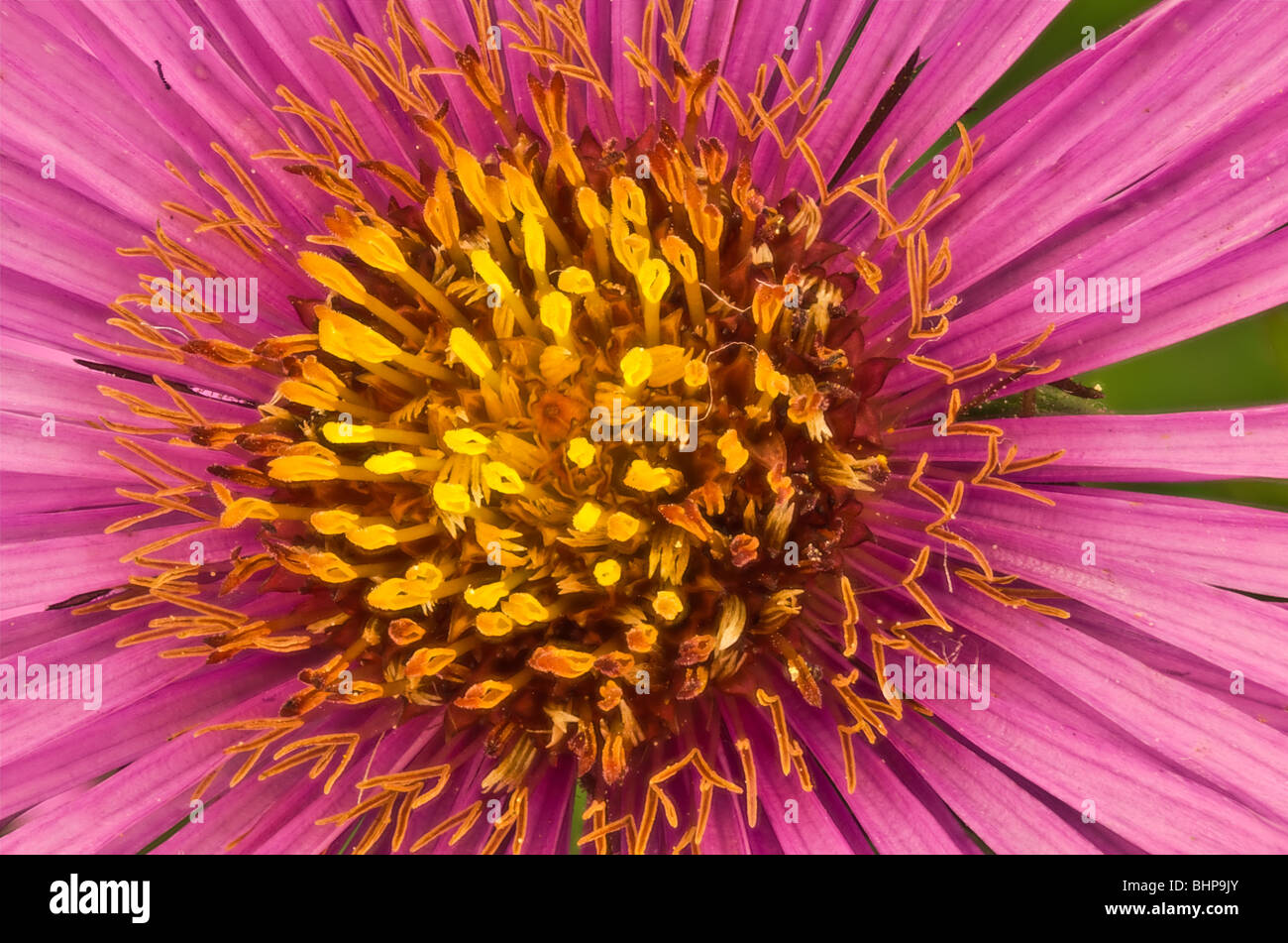 Aster blume hi-res stock photography and images - Alamy