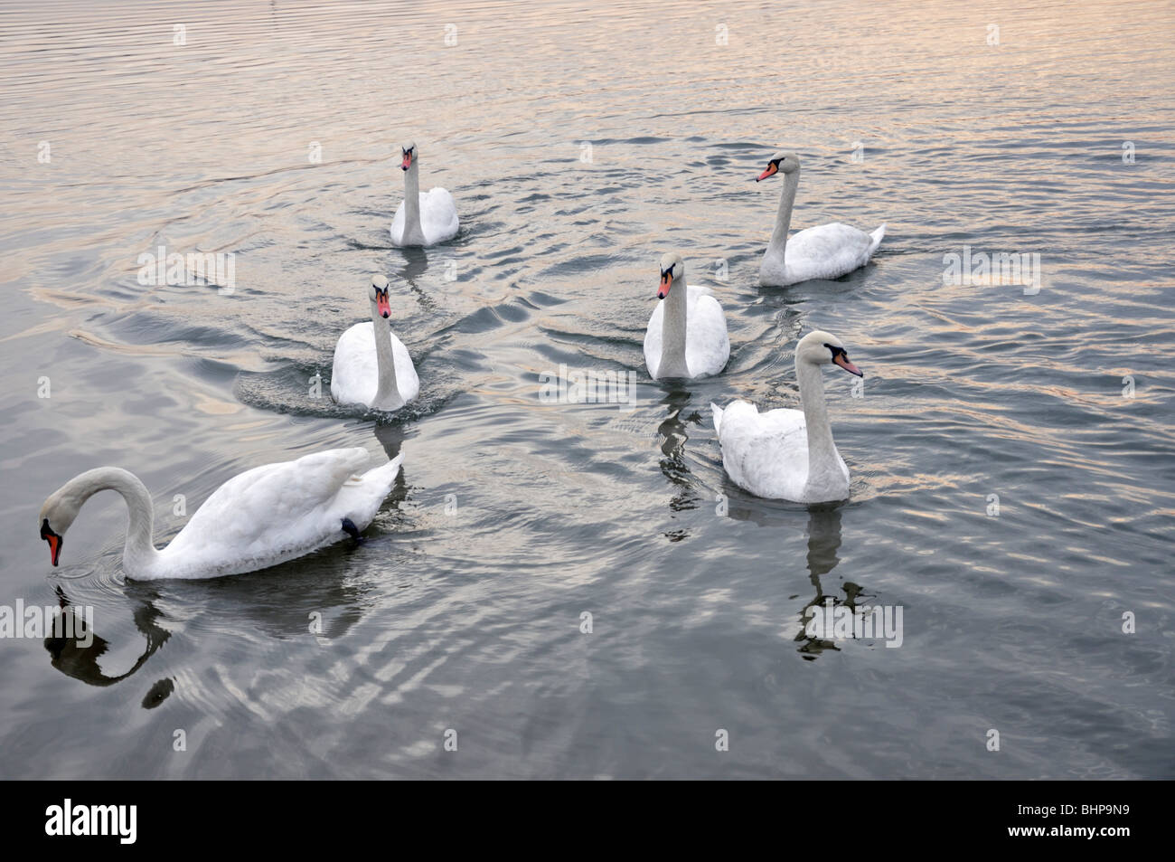 Six swans are swimming hi-res stock photography and images - Alamy