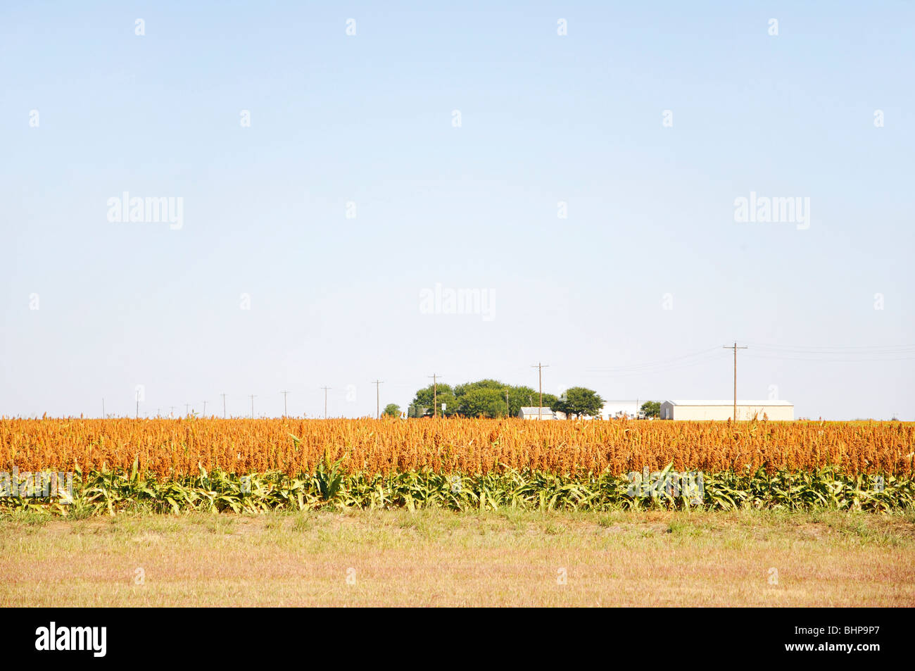 Sorghum field on Texas high plains Stock Photo - Alamy