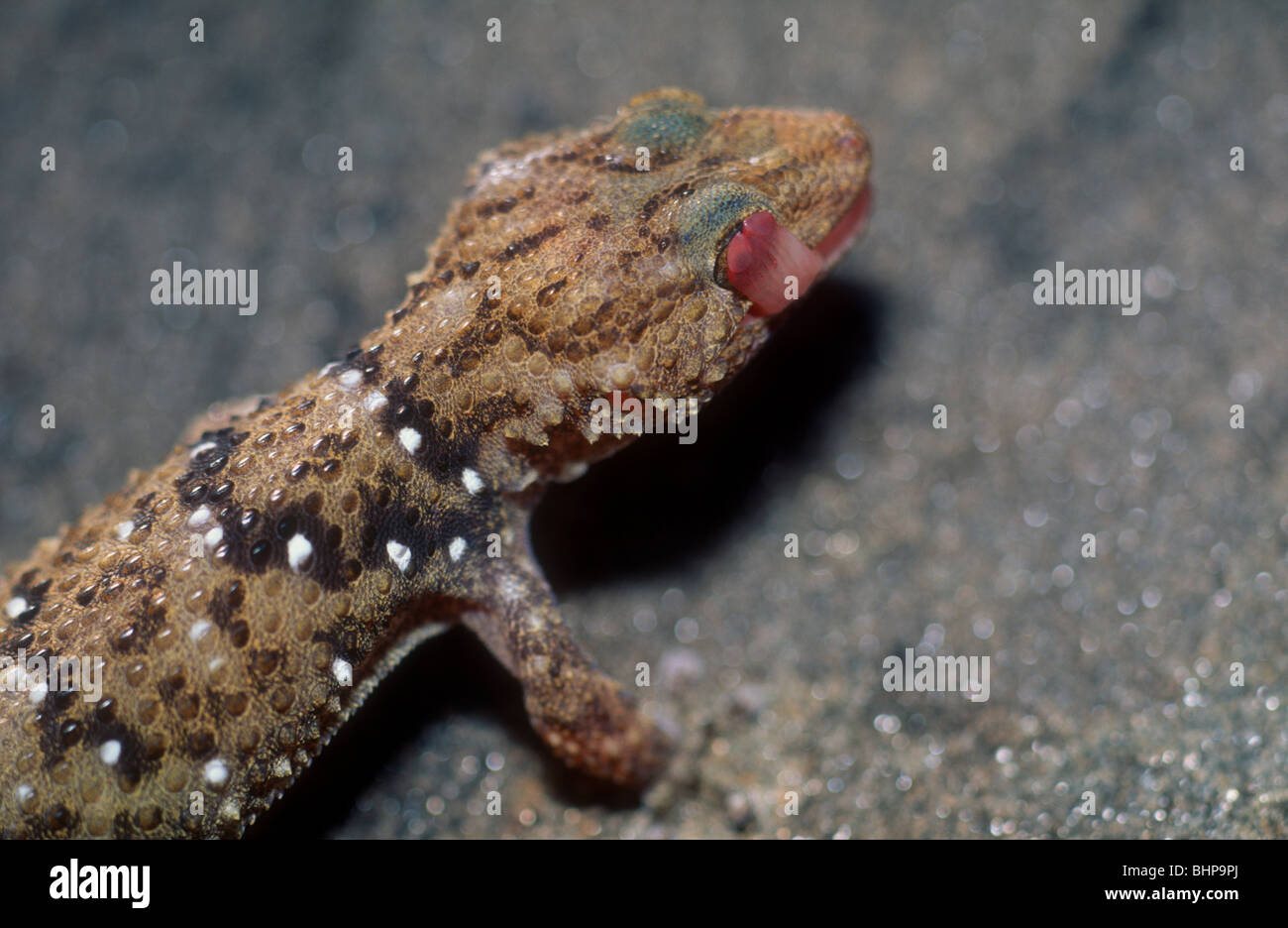 Bibron's gecko, Pachydactylus bibroni, Namaqualand, South Africa ...