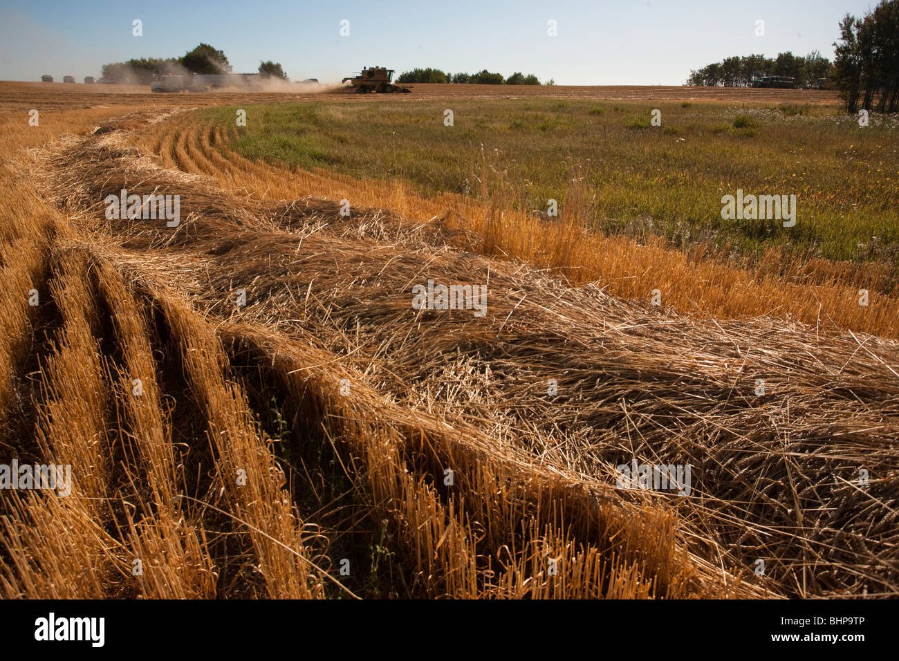 Swathed wheat hi-res stock photography and images - Alamy